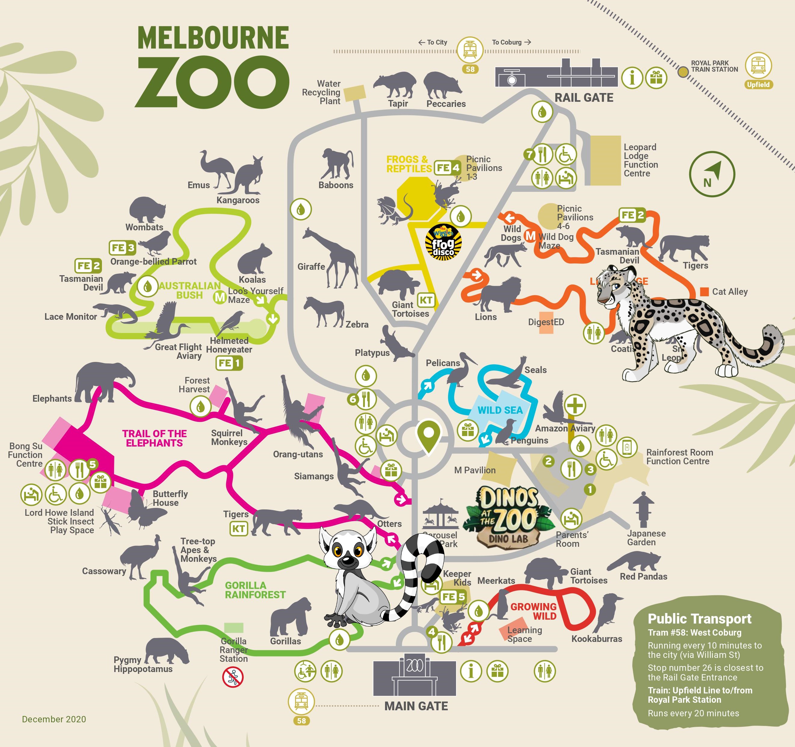 Lemurs and Snow Leopards are two of the amazing animals that live in the Melbourne Zoo!